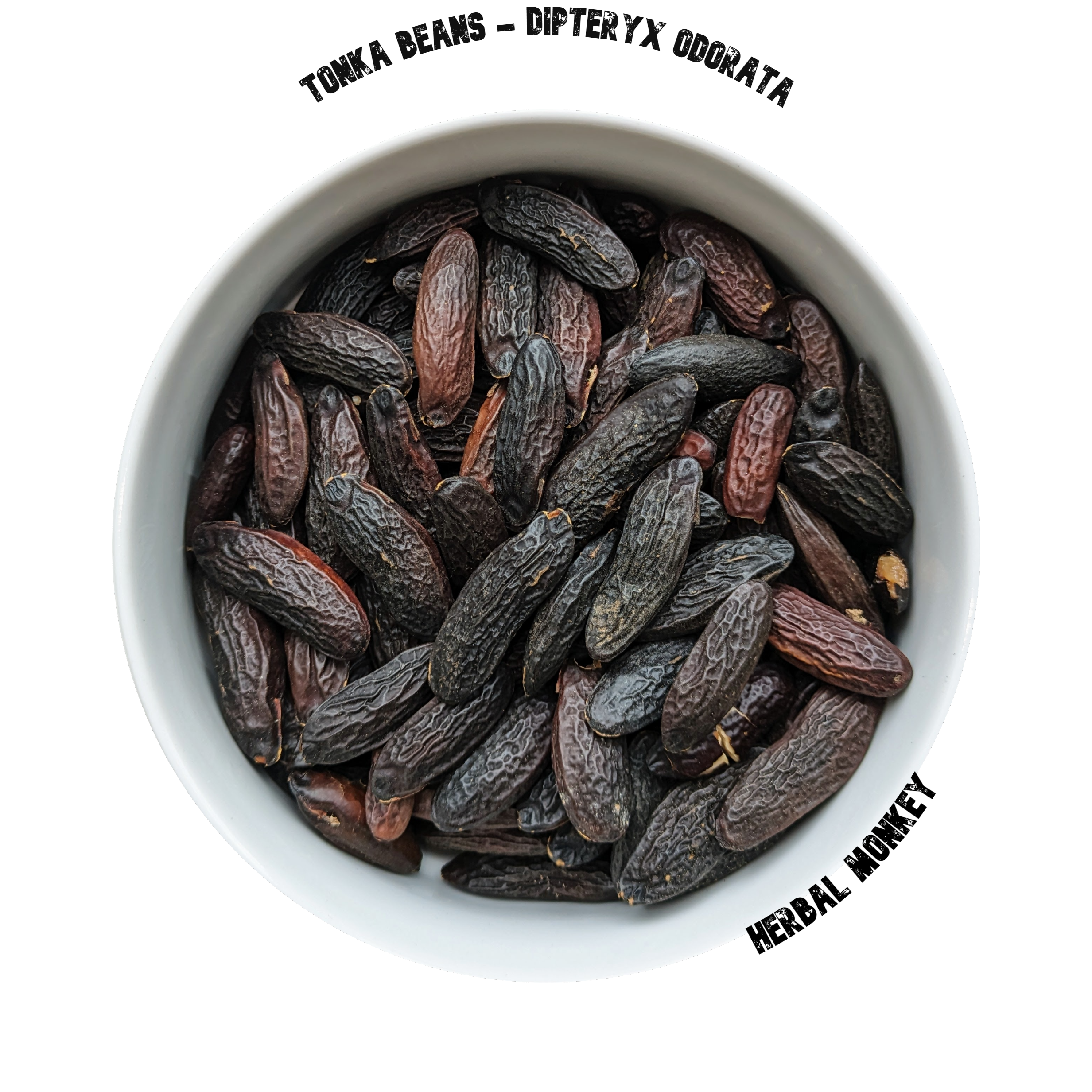 Tonka Beans | Dipteryx Odorata | Premium Botanical